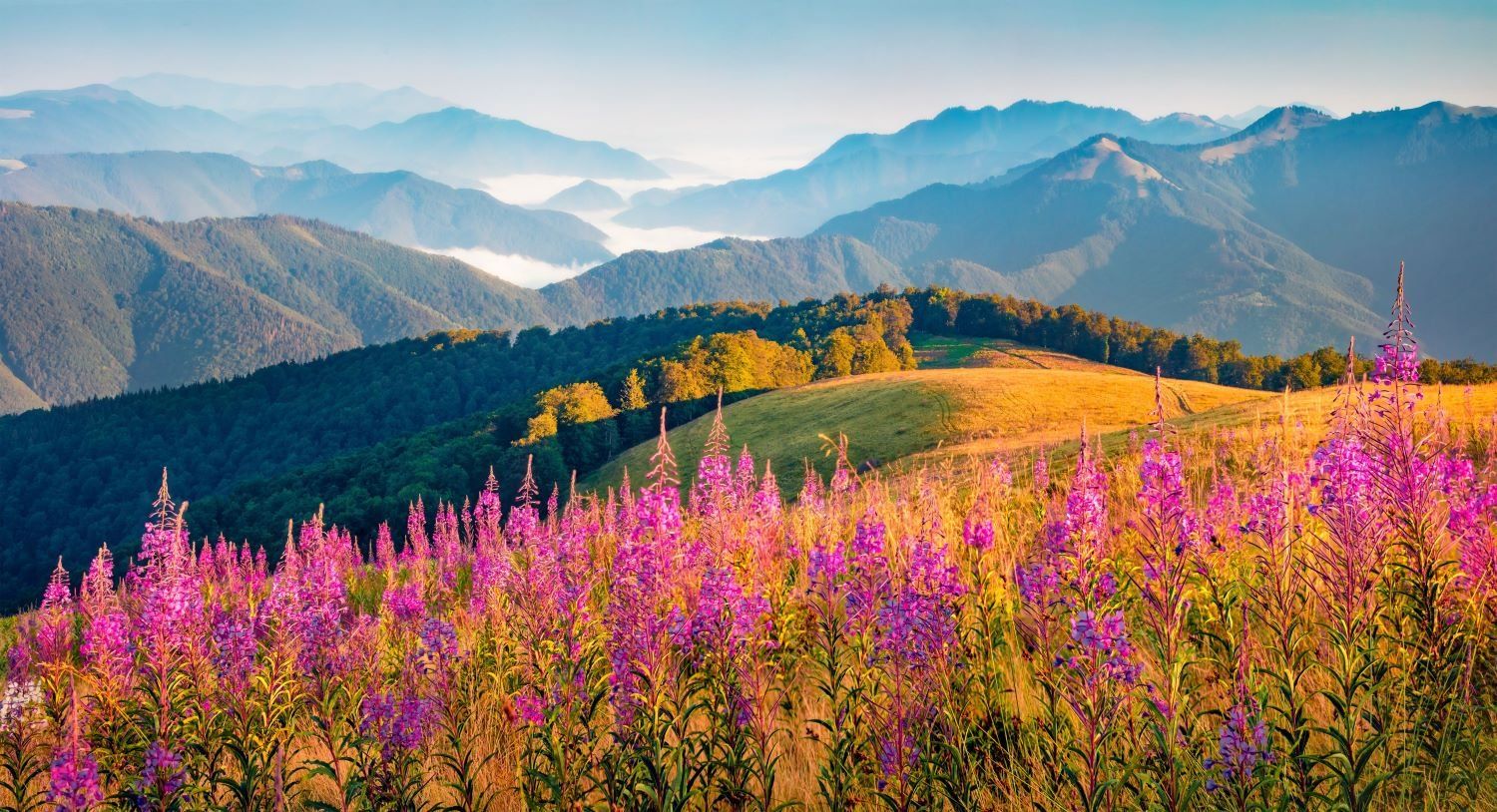 Renewed Nature Wallpapers - Top Free Renewed Nature Backgrounds ...