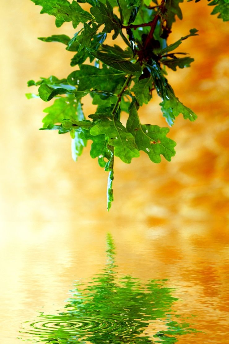 Renewed Nature Wallpapers - Top Free Renewed Nature Backgrounds ...