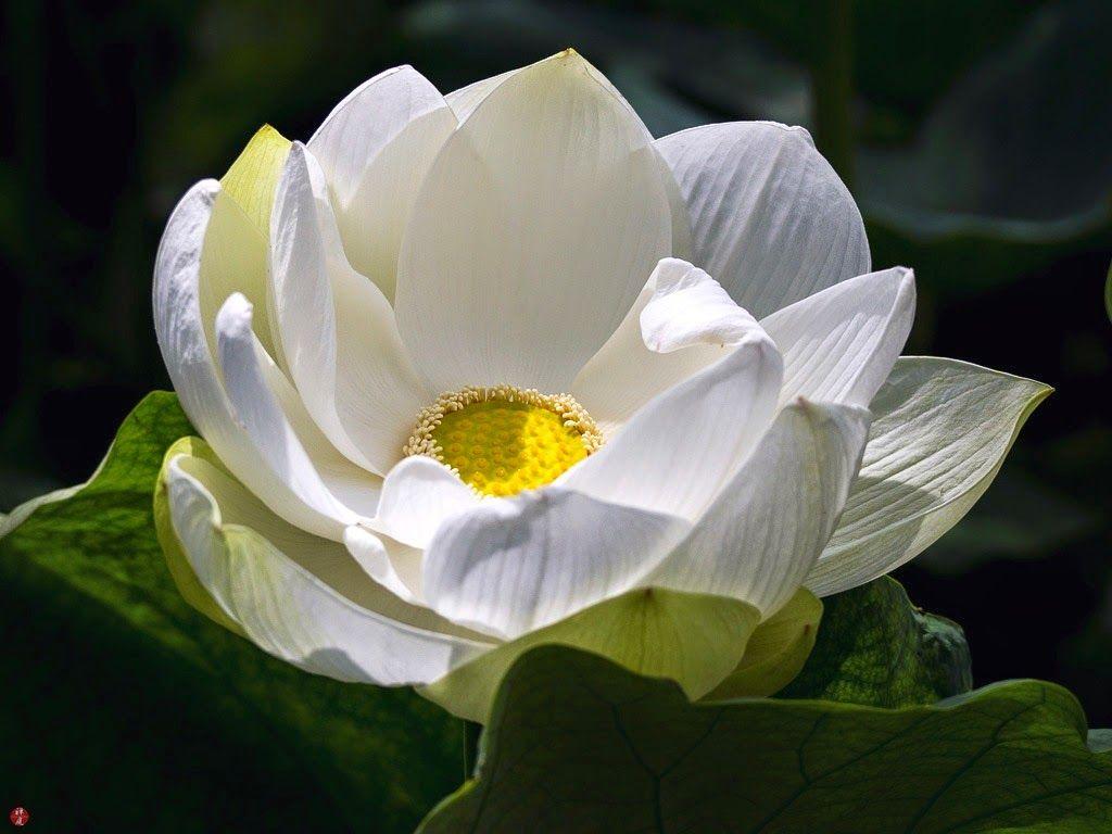 Zen Lotus Wallpapers - Top Free Zen Lotus Backgrounds - WallpaperAccess