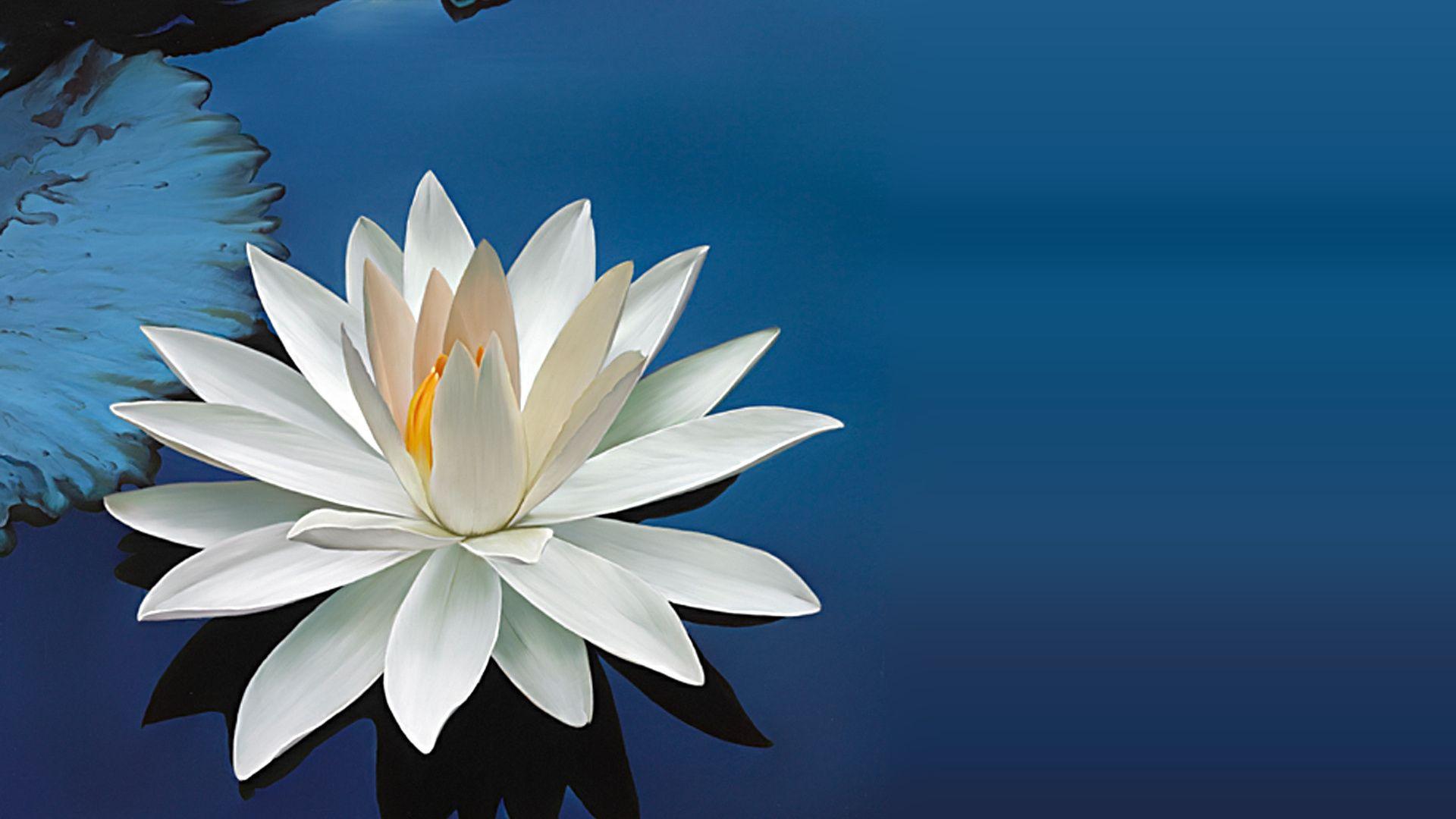 Zen Lotus Wallpapers - Top Free Zen Lotus Backgrounds - WallpaperAccess