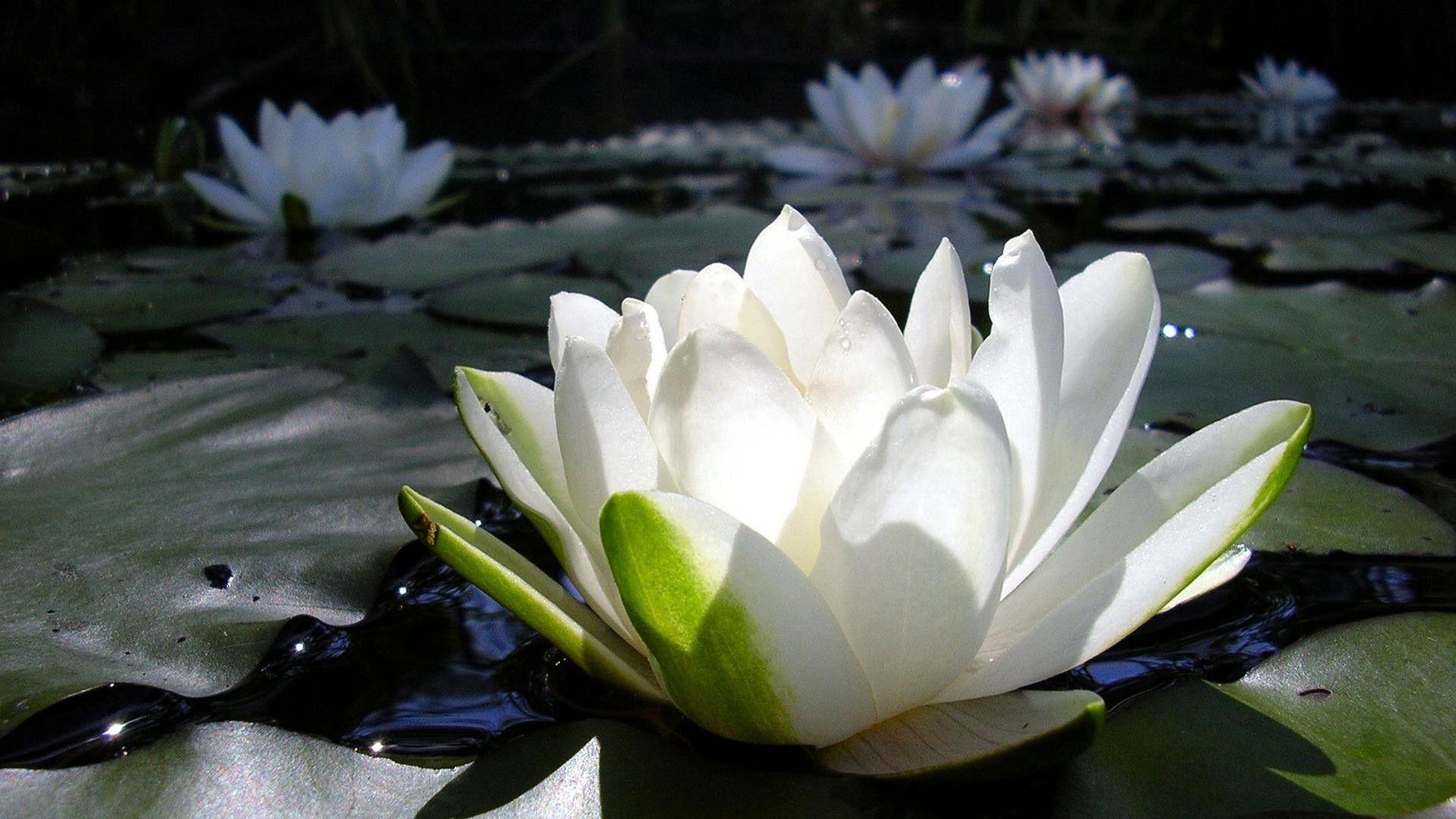 Zen Lotus Wallpapers - Top Free Zen Lotus Backgrounds - WallpaperAccess