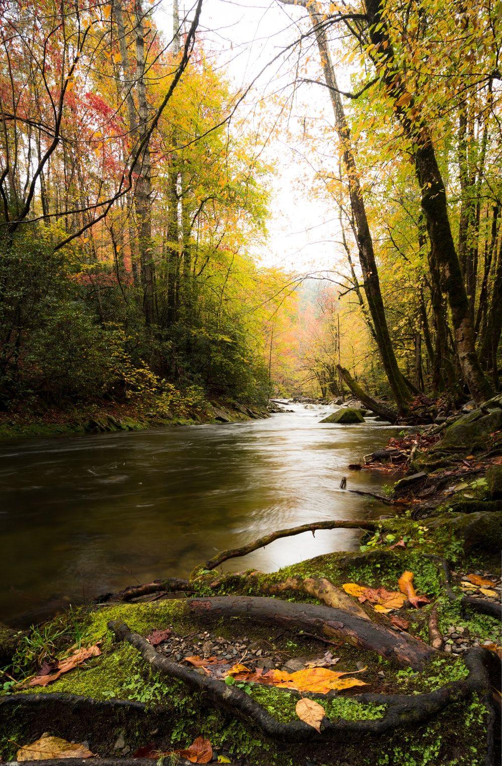 Maine Forest Wallpapers - Top Free Maine Forest Backgrounds ...