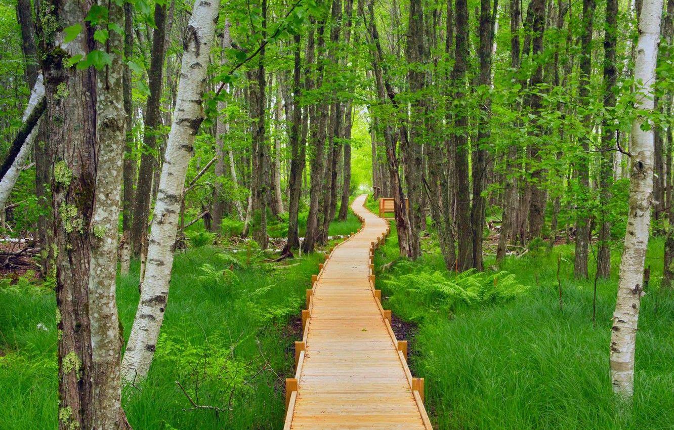 Maine Forest Wallpapers - Top Free Maine Forest Backgrounds ...