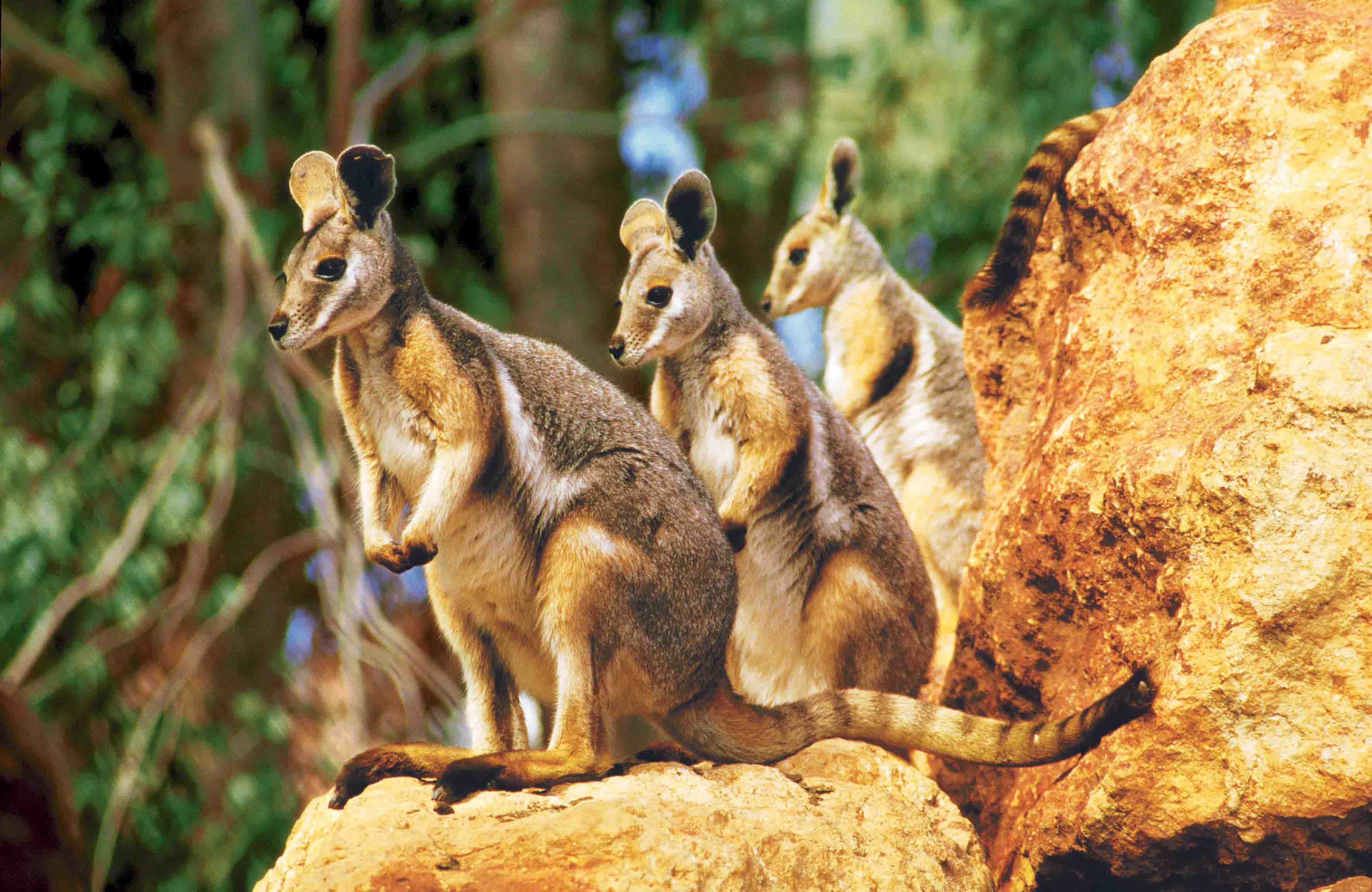 Wallabies Wallpapers - Top Free Wallabies Backgrounds - WallpaperAccess