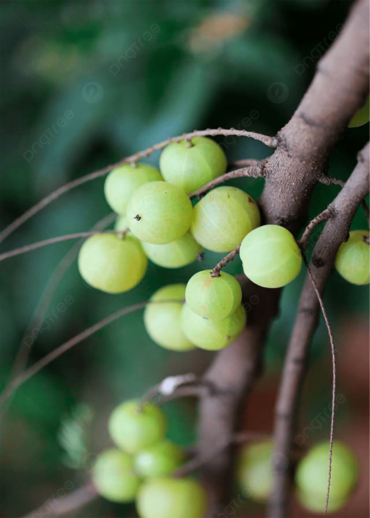 Amla Wallpapers - Top Free Amla Backgrounds - WallpaperAccess