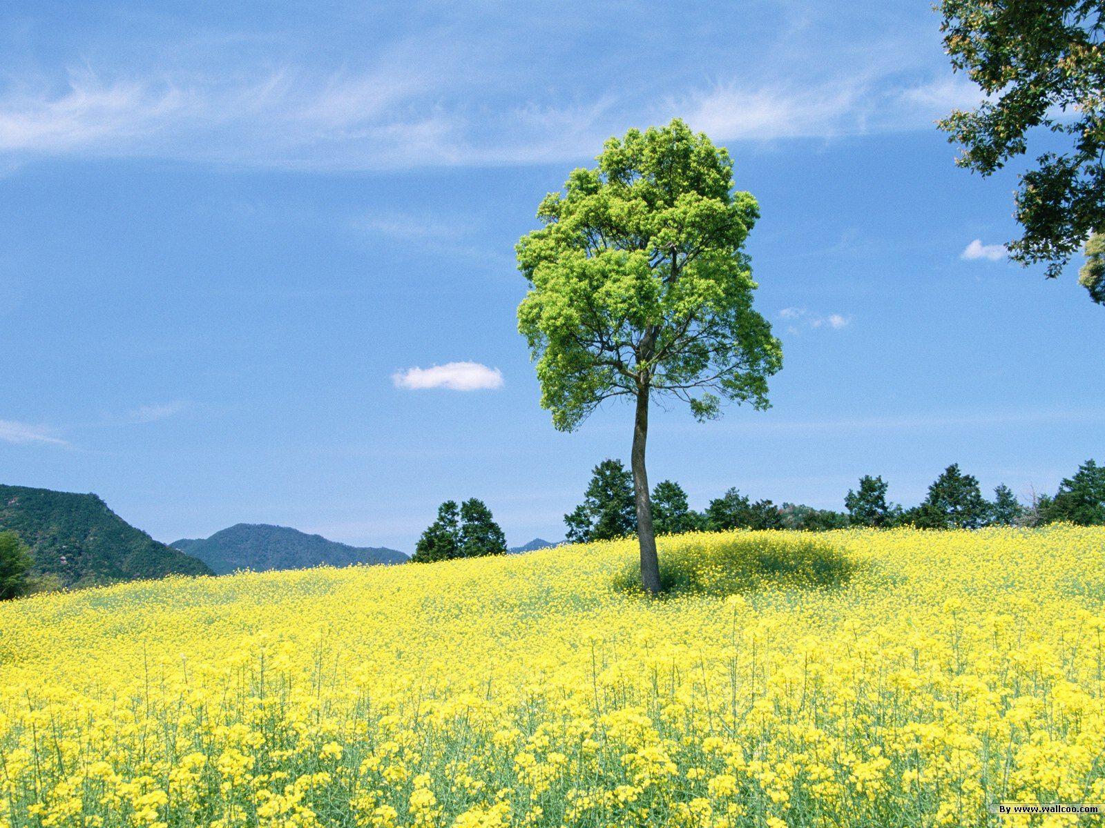 Peaceful Nature Wallpapers - Top Free Peaceful Nature Backgrounds ...