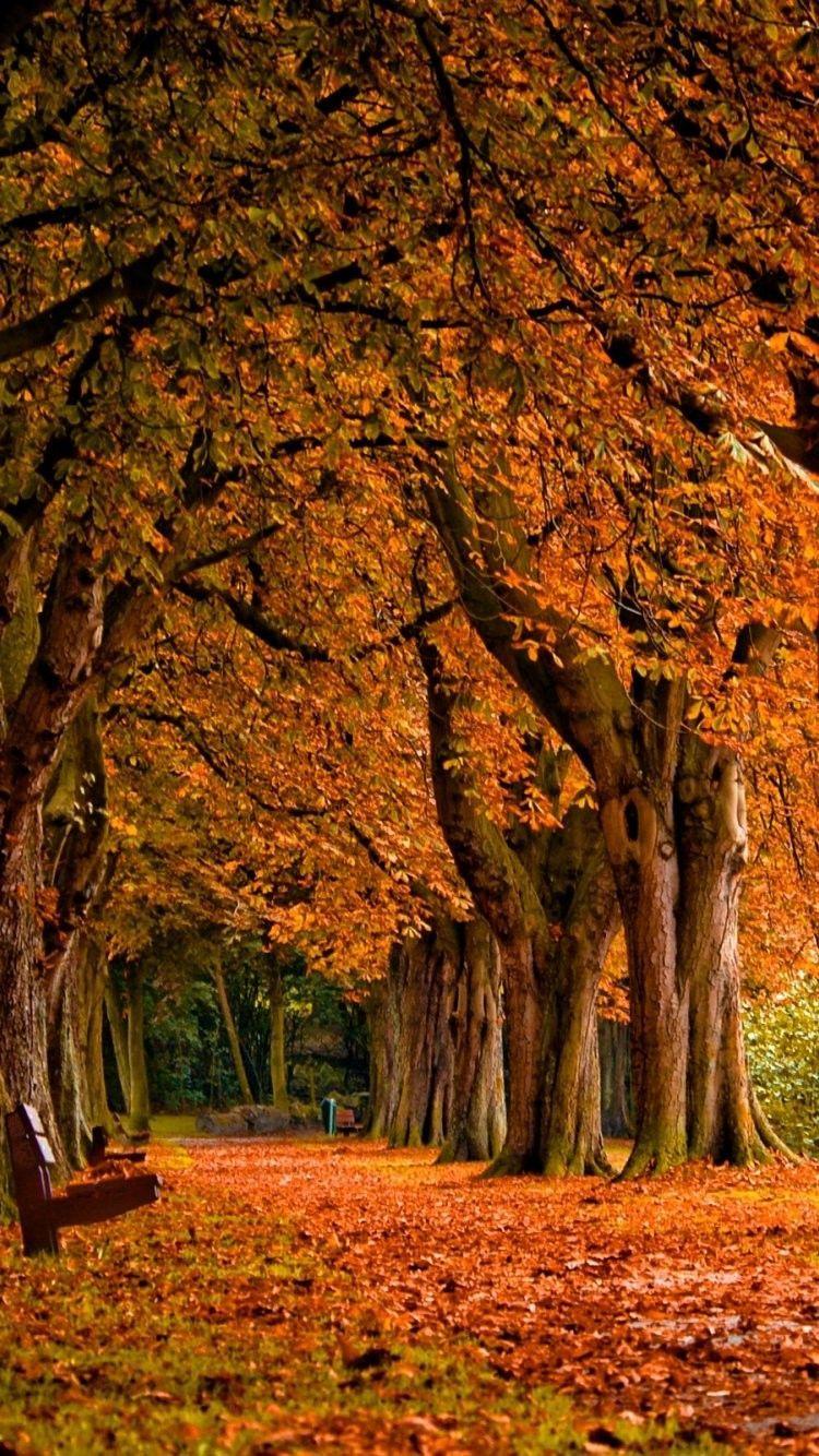 Autumn Nature iPhone Wallpapers - Top Free Autumn Nature iPhone ...