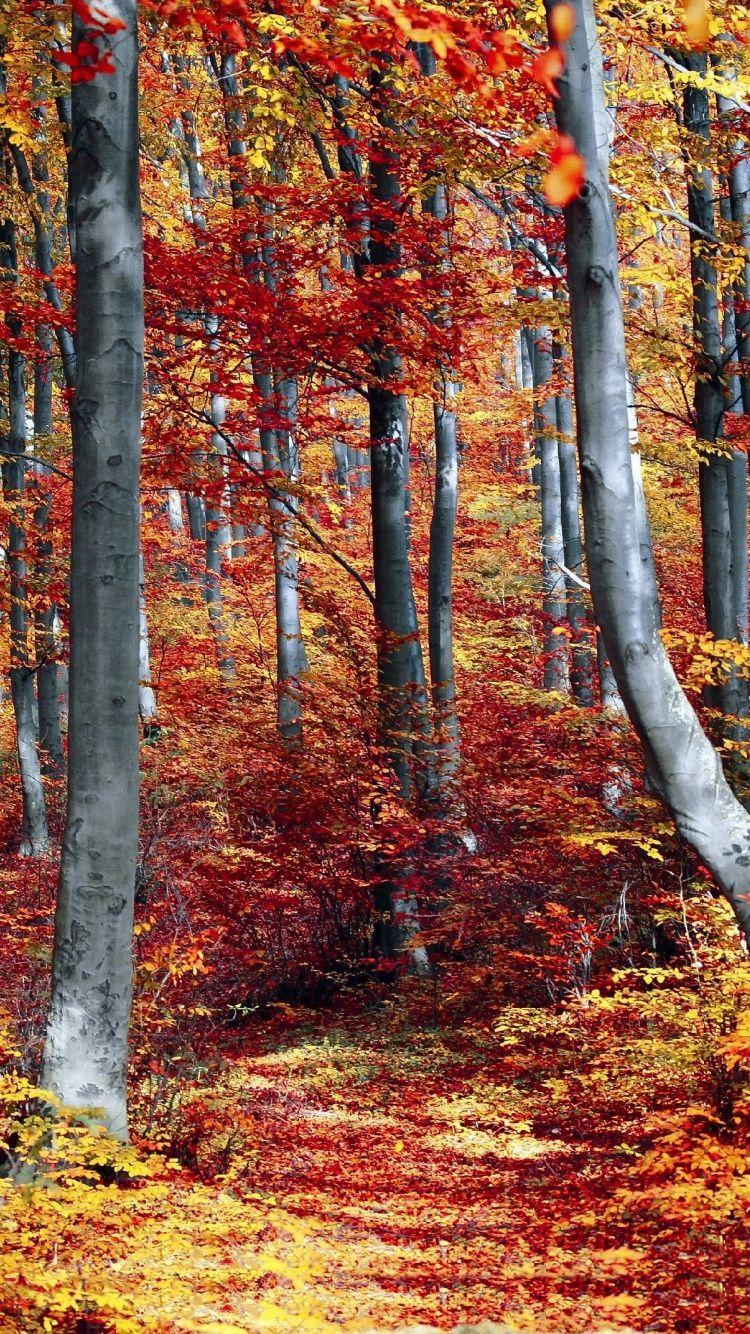 Autumn Nature iPhone Wallpapers - Top Free Autumn Nature iPhone ...