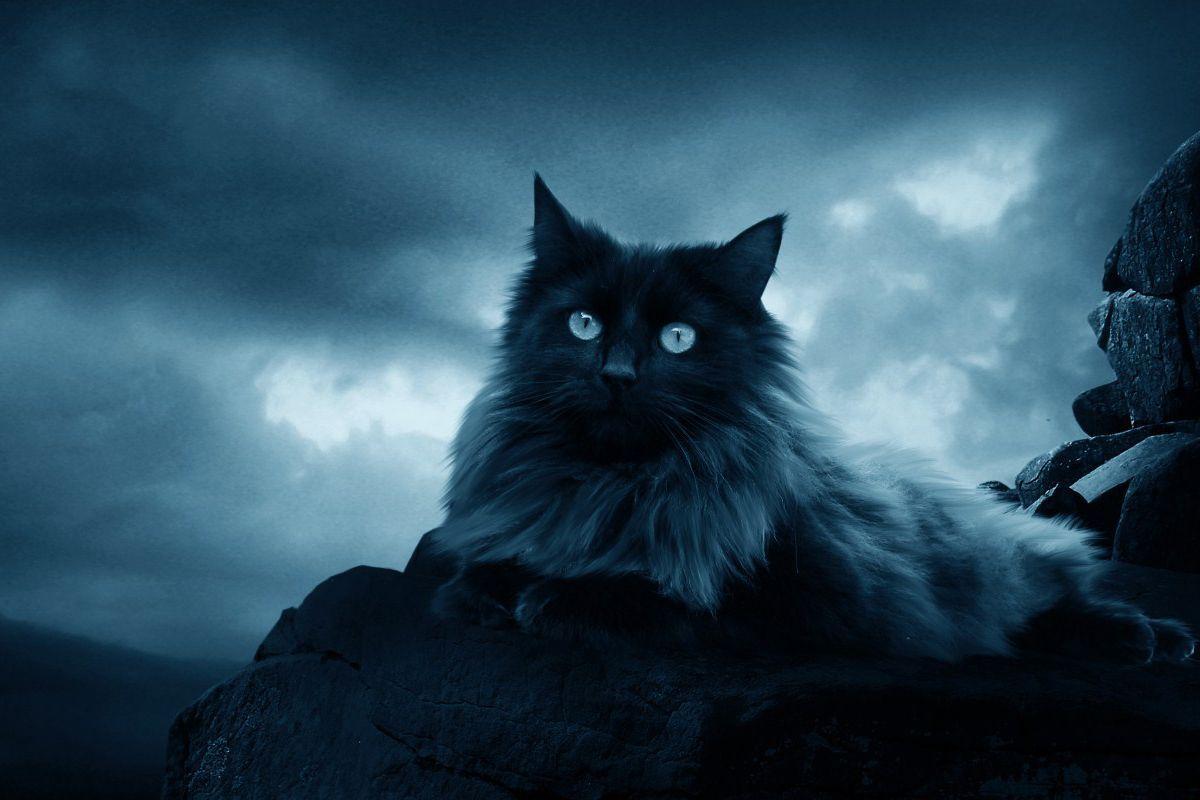 1200X800 Wallpapers - Top Free 1200X800 Backgrounds - WallpaperAccess