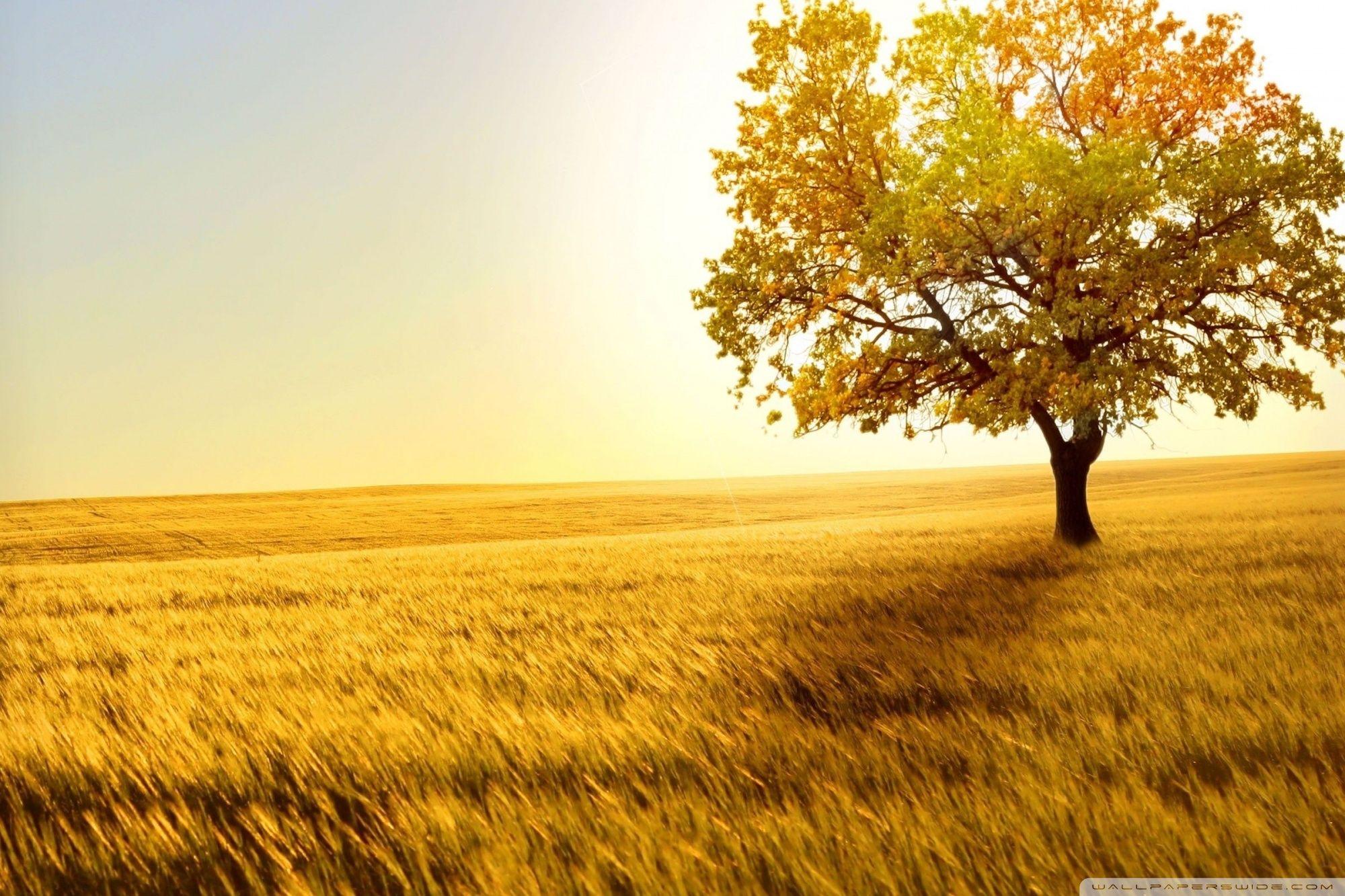 Tree Nature Wallpapers - Top Free Tree Nature Backgrounds - WallpaperAccess