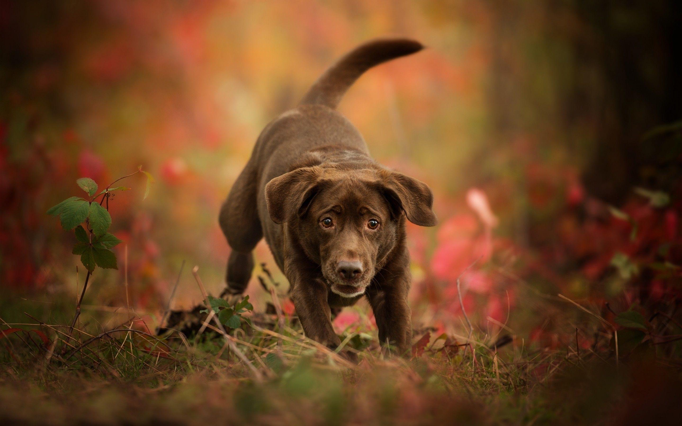 Baby Labrador Wallpapers - Top Free Baby Labrador Backgrounds ...