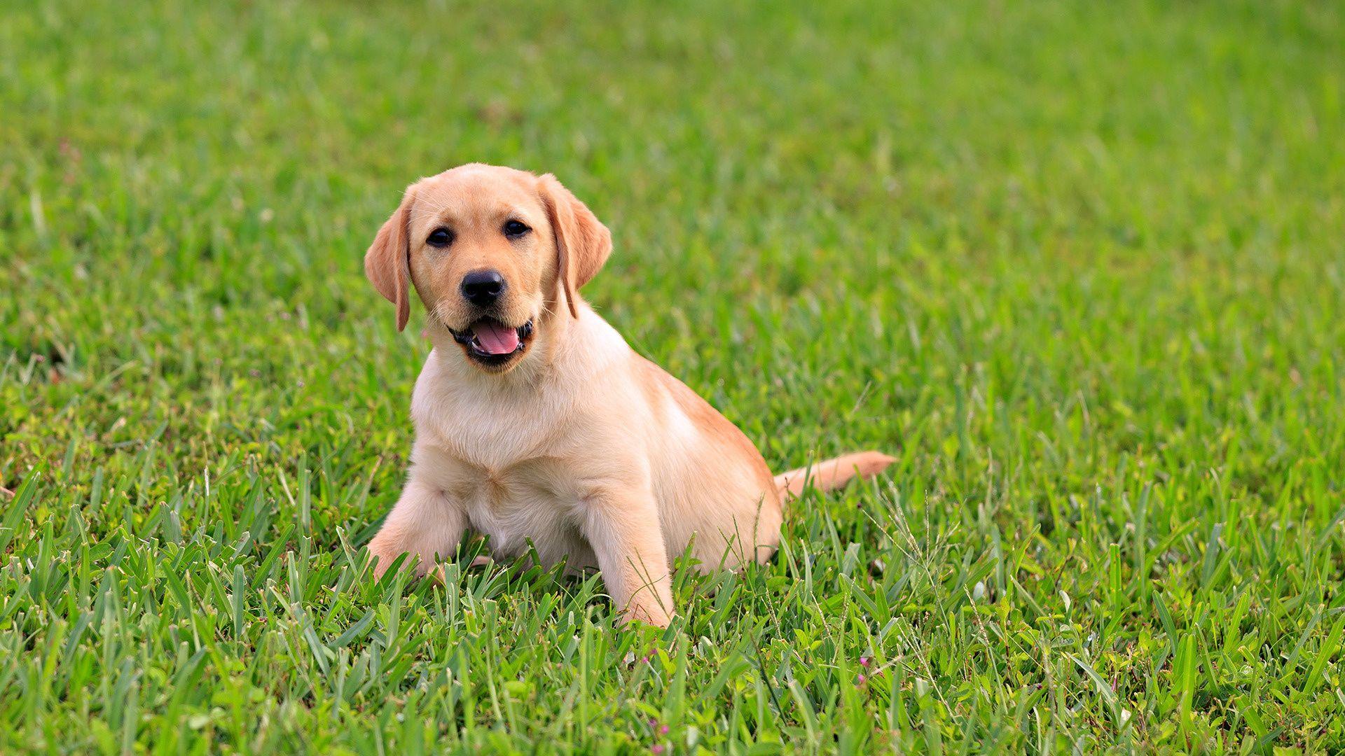 Baby Labrador Wallpapers - Top Free Baby Labrador Backgrounds ...