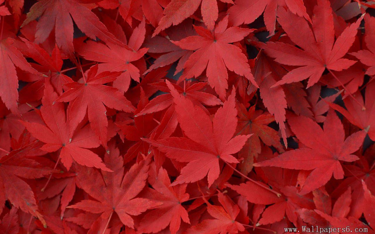 Red Leaves Wallpapers - Top Free Red Leaves Backgrounds - WallpaperAccess