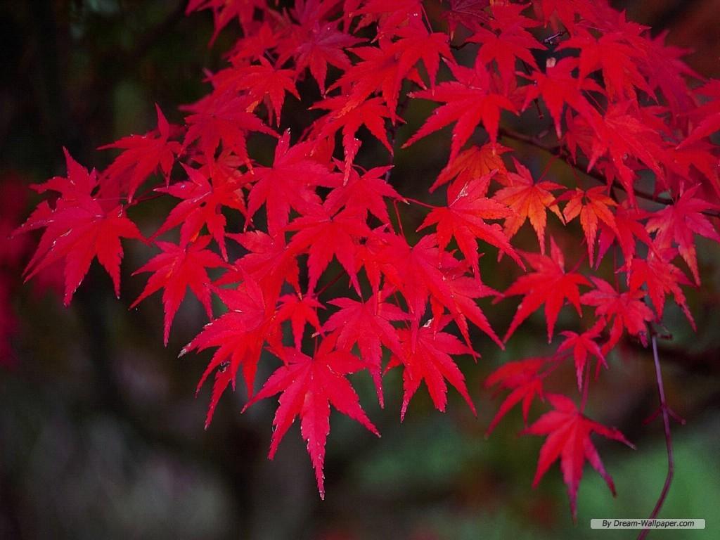Red Leaves Wallpapers - Top Free Red Leaves Backgrounds - WallpaperAccess