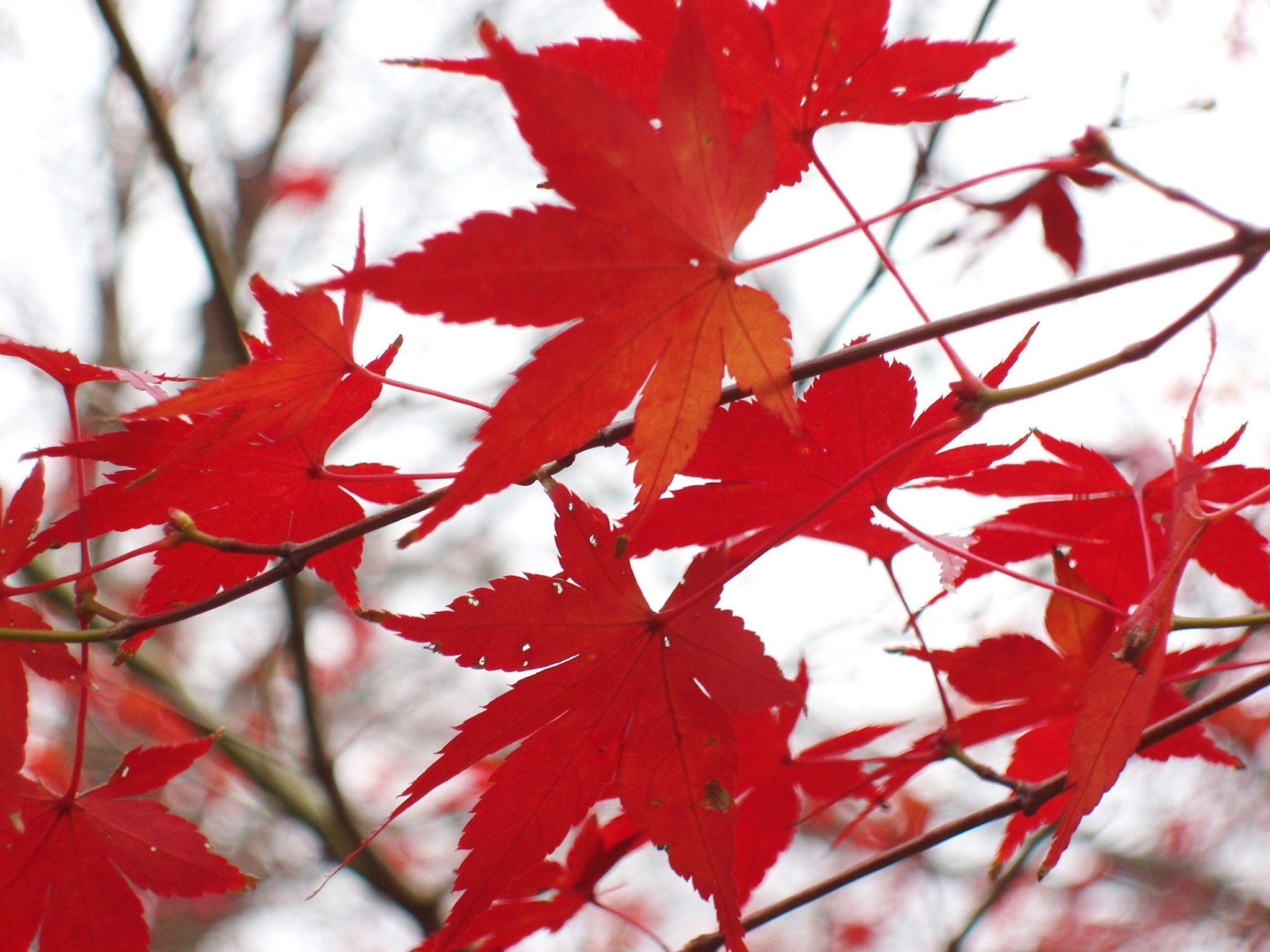 Red Leaves Wallpapers - Top Free Red Leaves Backgrounds - WallpaperAccess