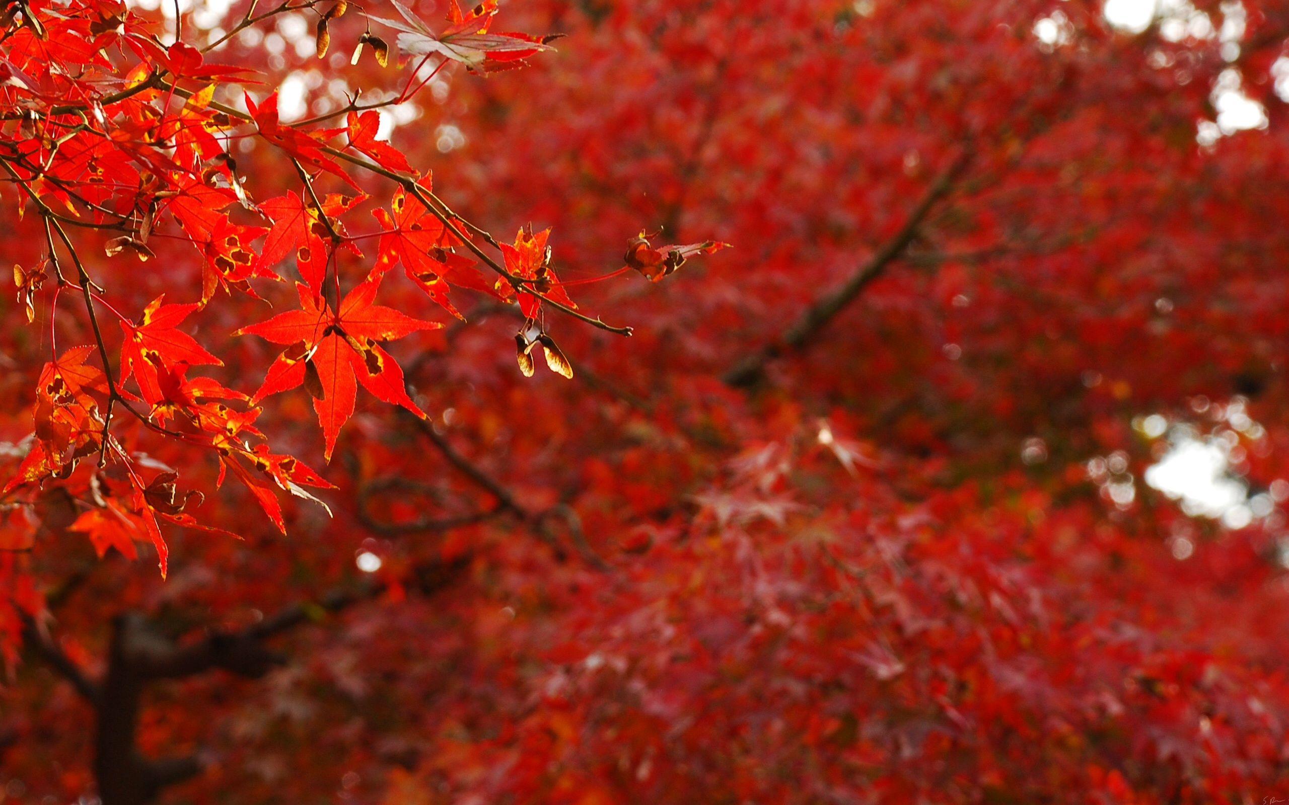 Red Leaves Wallpapers - Top Free Red Leaves Backgrounds - WallpaperAccess