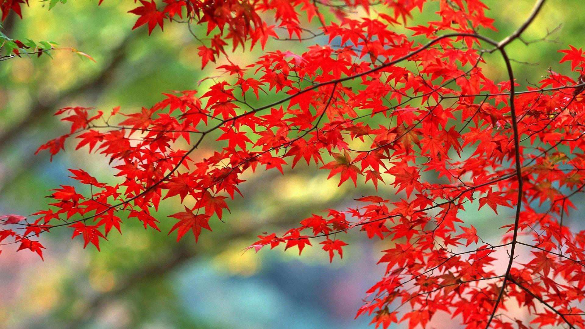 Red Leaves Wallpapers - Top Free Red Leaves Backgrounds - WallpaperAccess