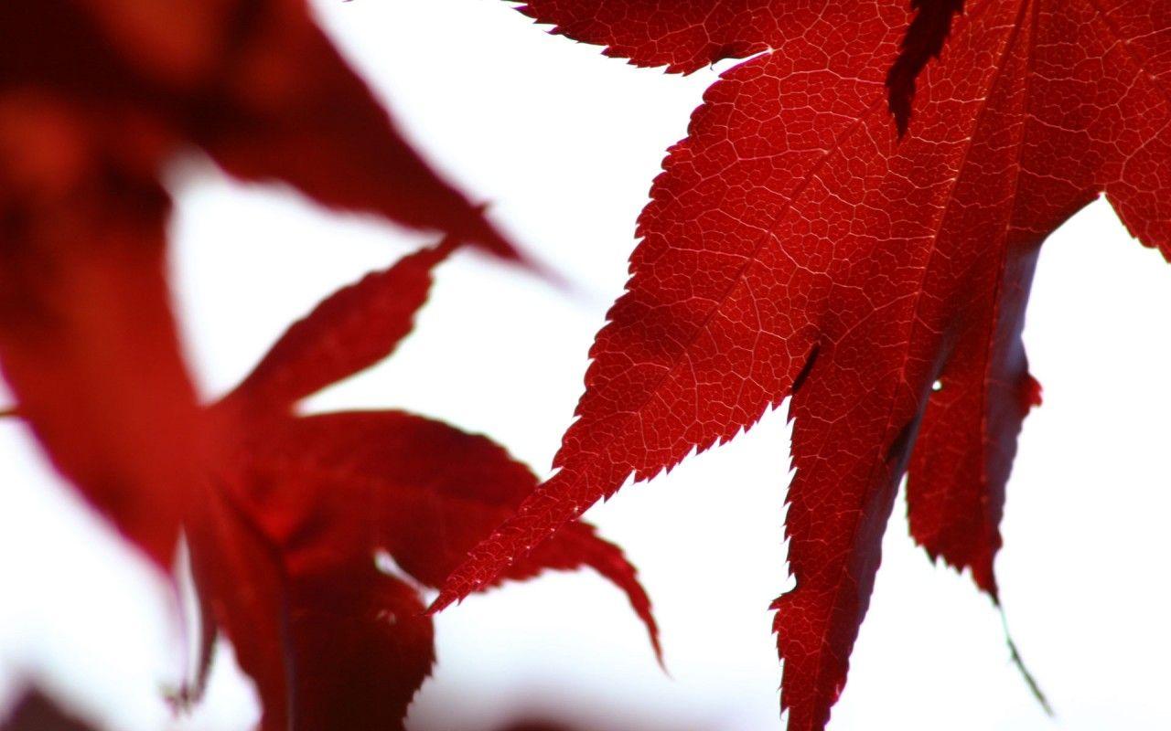Red Leaves Wallpapers - Top Free Red Leaves Backgrounds - WallpaperAccess