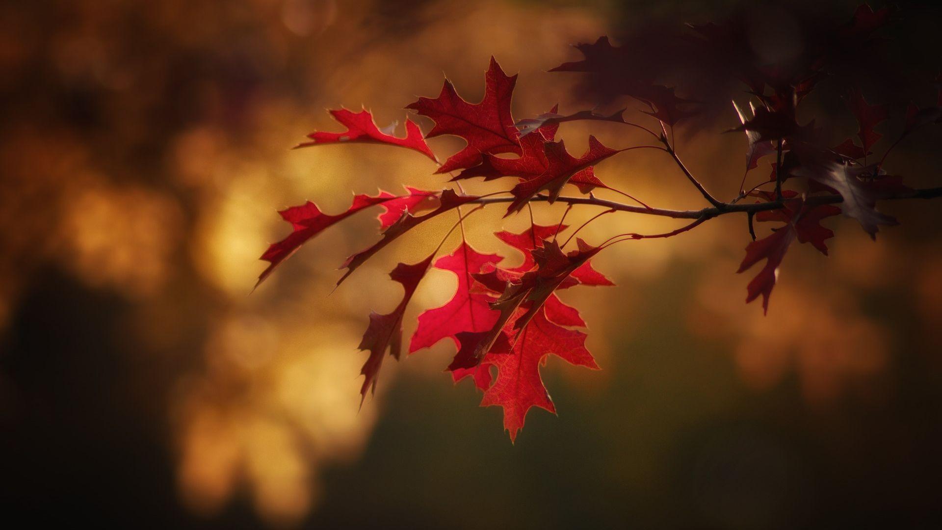 Red Leaves Wallpapers - Top Free Red Leaves Backgrounds - WallpaperAccess