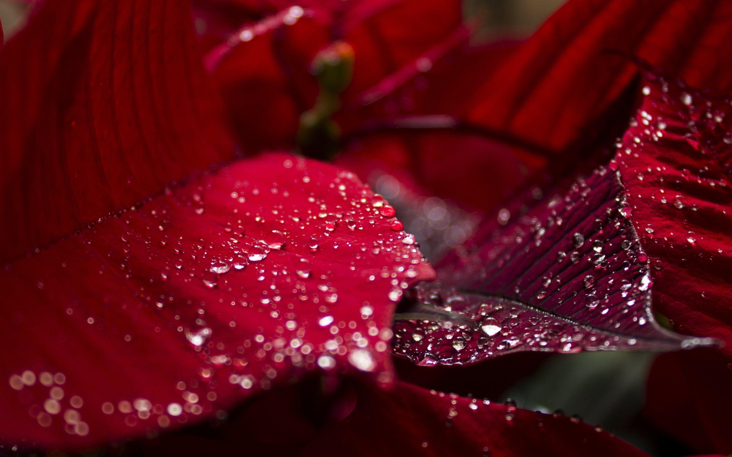 Red Leaves Wallpapers - Top Free Red Leaves Backgrounds - WallpaperAccess