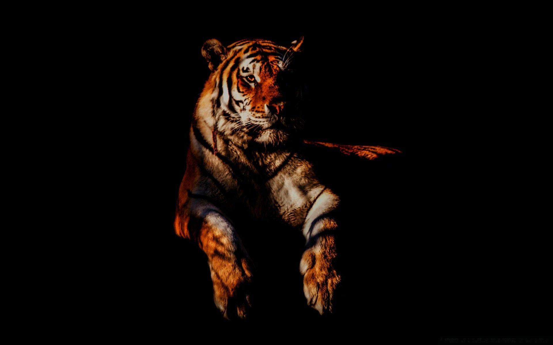 Minimalist Tiger Wallpapers - Top Free Minimalist Tiger Backgrounds ...
