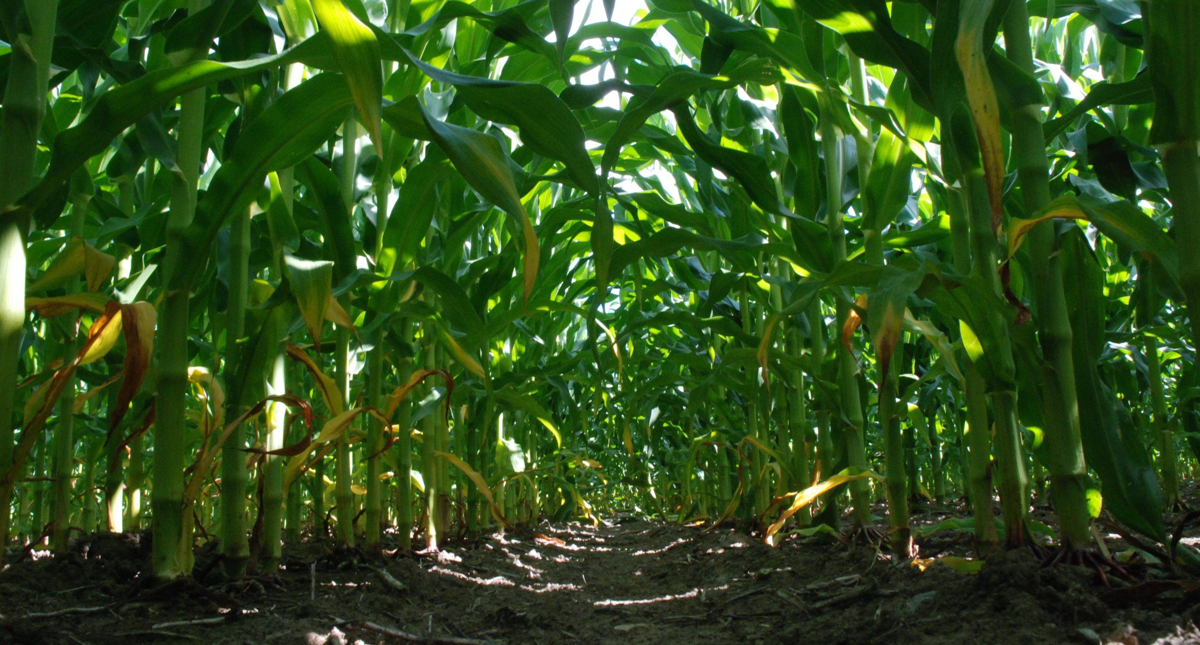 Bioenergy Wallpapers - Top Free Bioenergy Backgrounds - WallpaperAccess