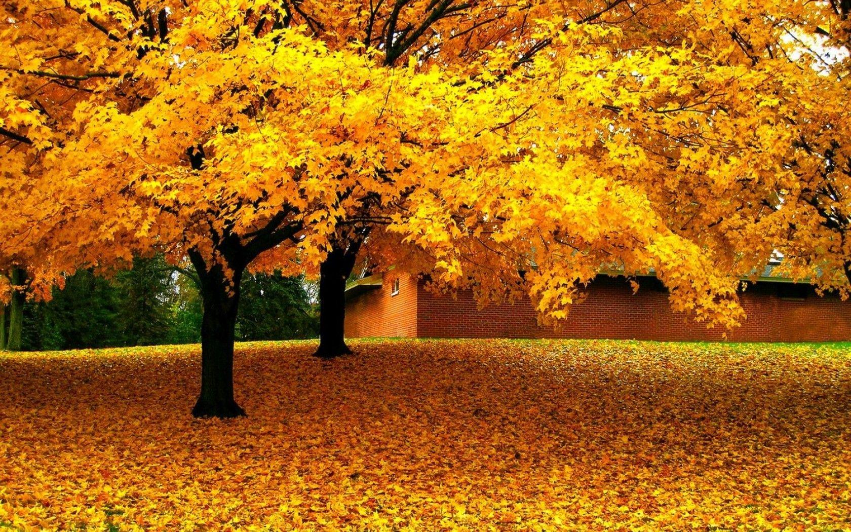 Autumn Trees Wallpapers - Top Free Autumn Trees Backgrounds ...