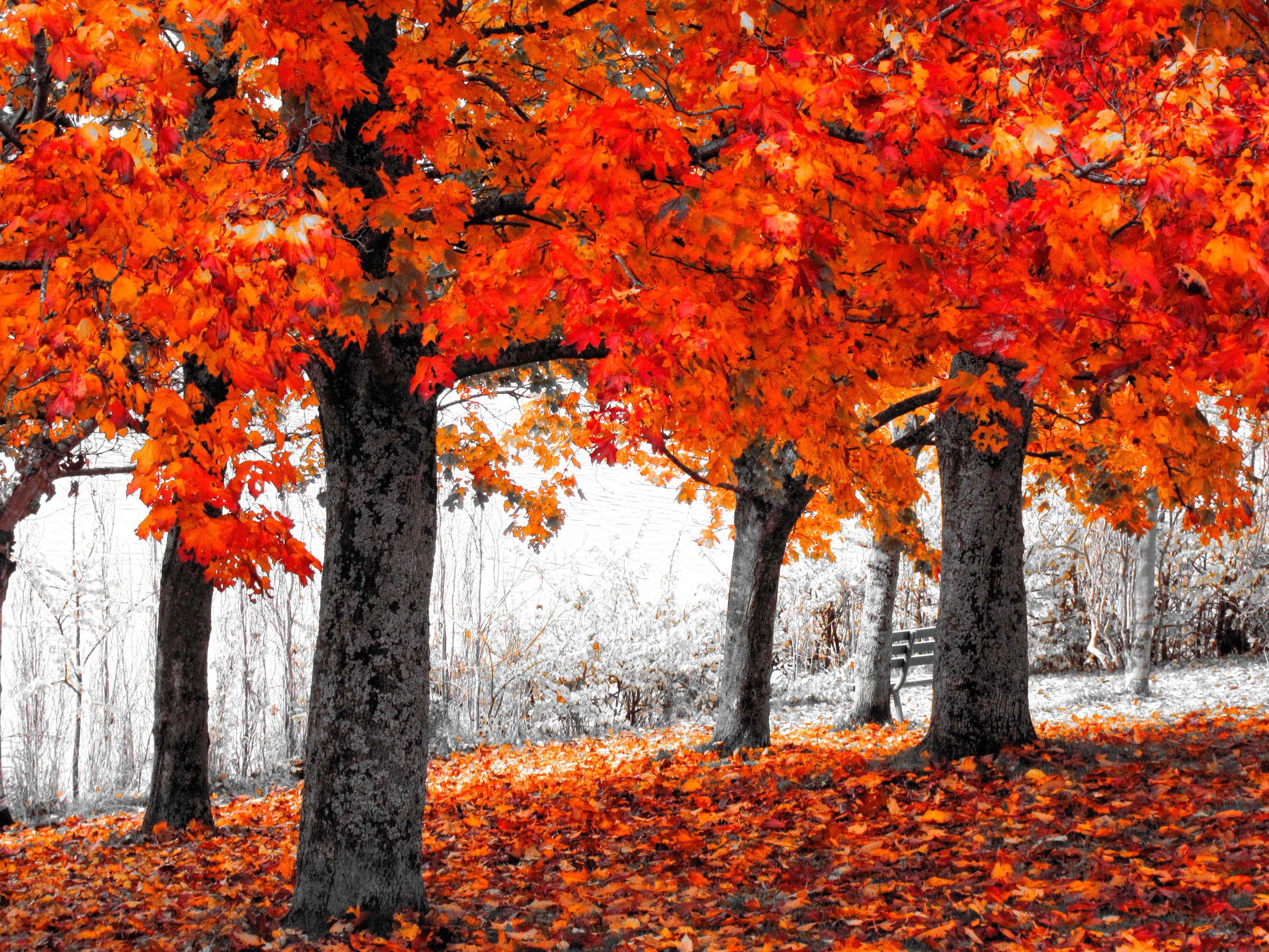 Autumn Trees Wallpapers - Top Free Autumn Trees Backgrounds ...