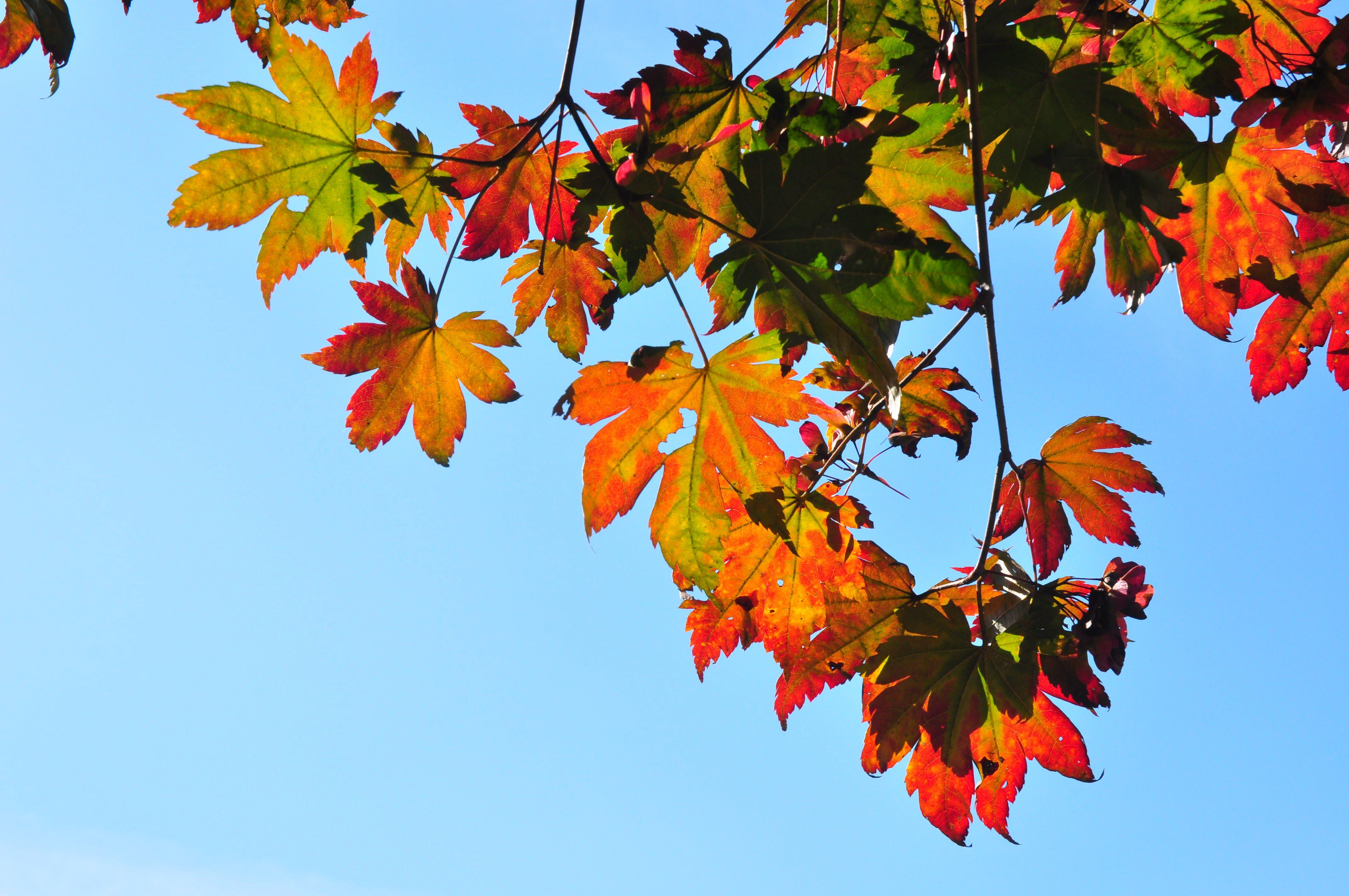 Korean Autumn Wallpapers - Top Free Korean Autumn Backgrounds ...