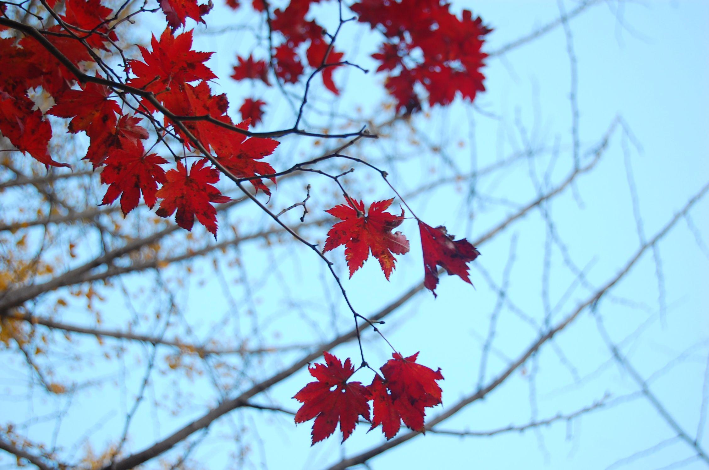 Korean Autumn Wallpapers - Top Free Korean Autumn Backgrounds ...