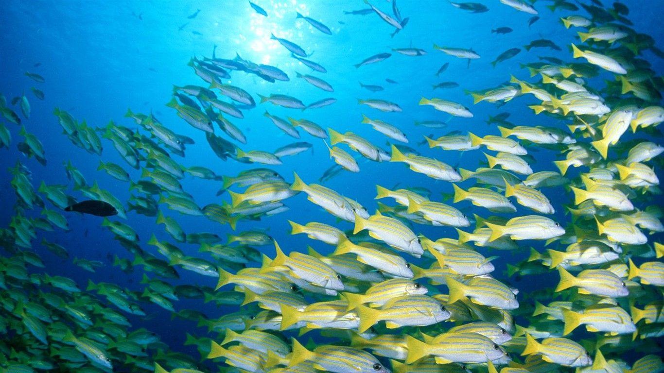 Marine Life Wallpapers - Top Free Marine Life Backgrounds - WallpaperAccess