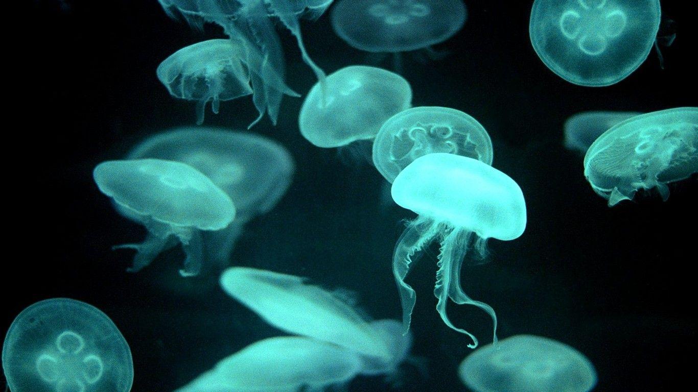 Marine Life Wallpapers - Top Free Marine Life Backgrounds - WallpaperAccess