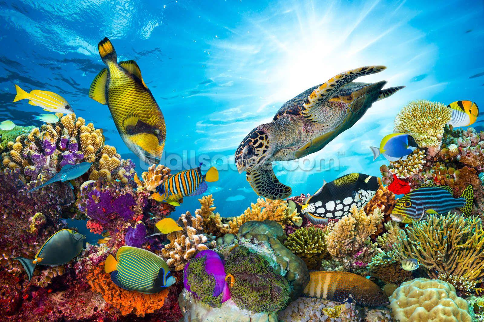 Marine Life Wallpapers - Top Free Marine Life Backgrounds - WallpaperAccess