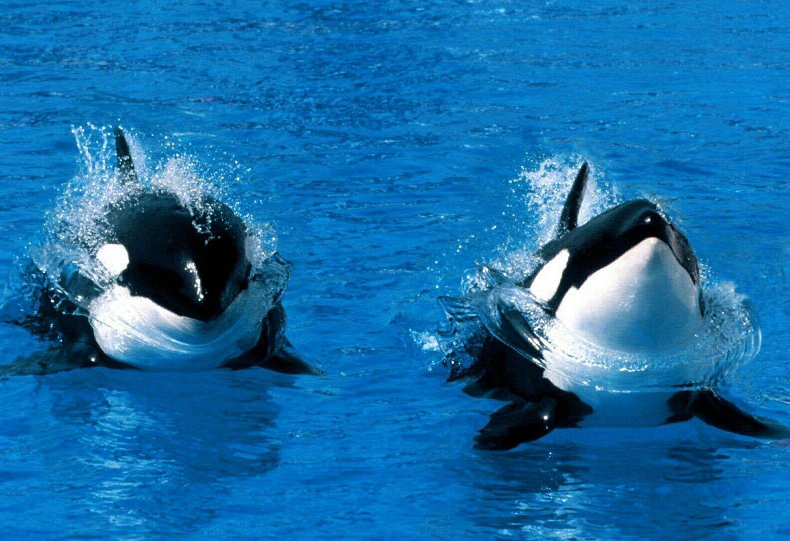 Marine Life Wallpapers - Top Free Marine Life Backgrounds - WallpaperAccess