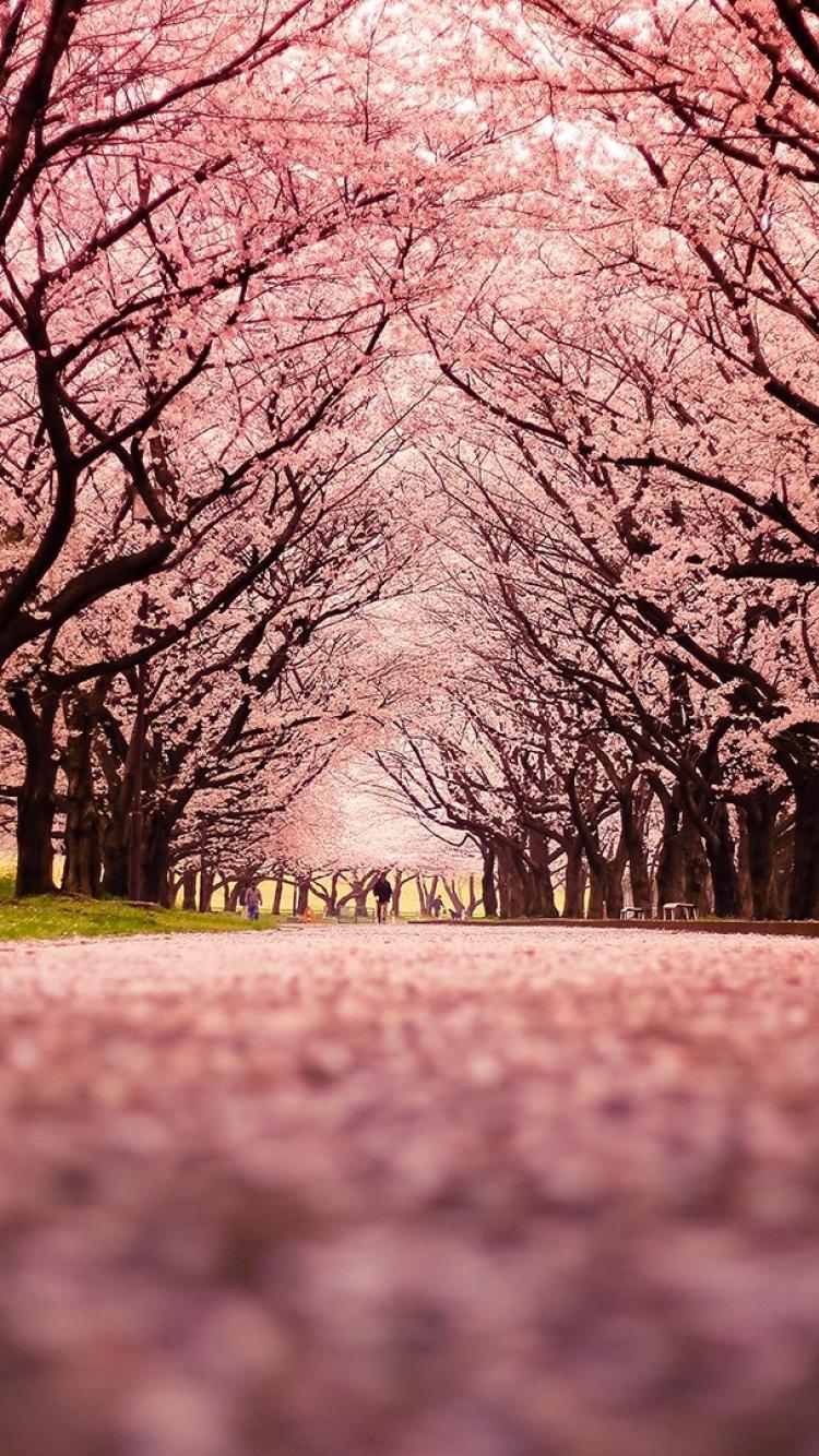 Japanese Tree Wallpapers - Top Free Japanese Tree Backgrounds ...