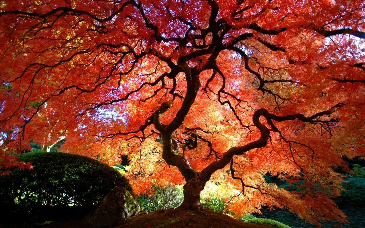 Japanese Tree Wallpapers - Top Free Japanese Tree Backgrounds ...