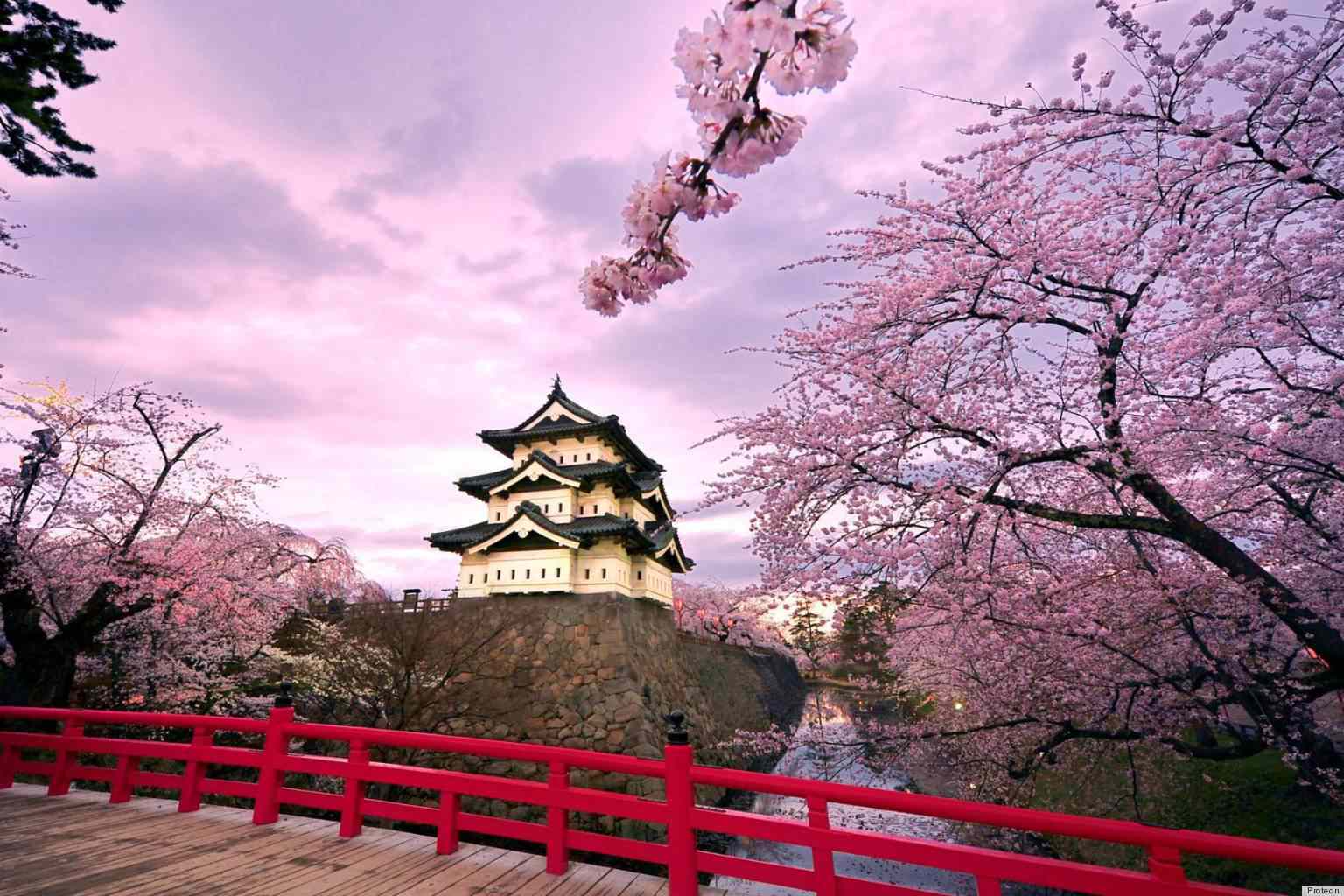 Japanese Tree Wallpapers - Top Free Japanese Tree Backgrounds ...