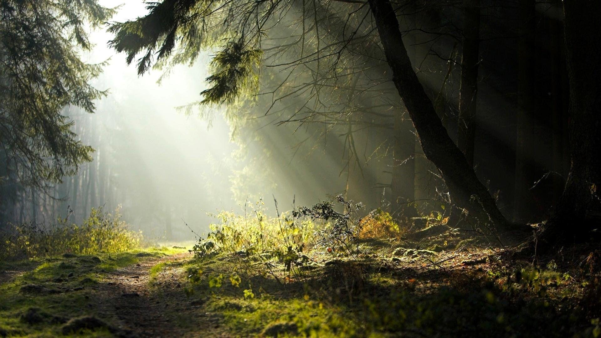 Sunlight Wallpapers - Top Free Sunlight Backgrounds - WallpaperAccess