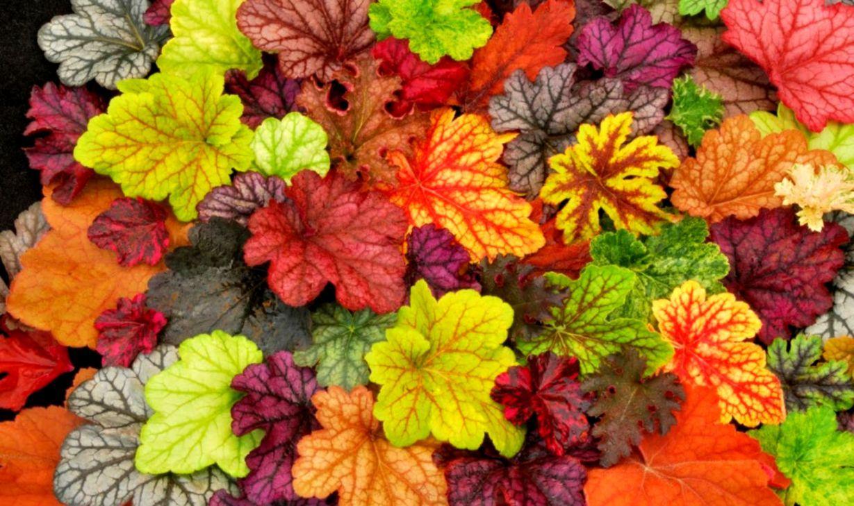 Autumn Flowers Wallpapers - Top Free Autumn Flowers Backgrounds ...