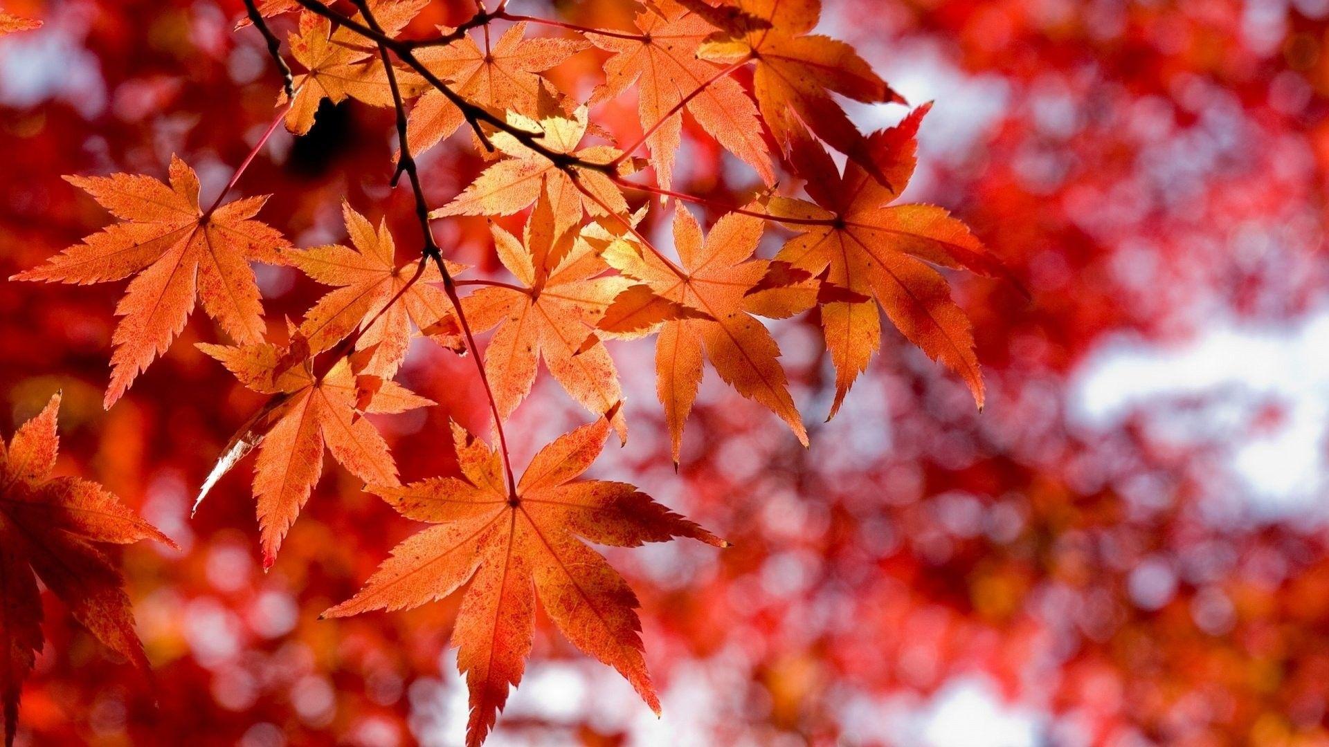 Autumn Flowers Wallpapers - Top Free Autumn Flowers Backgrounds ...