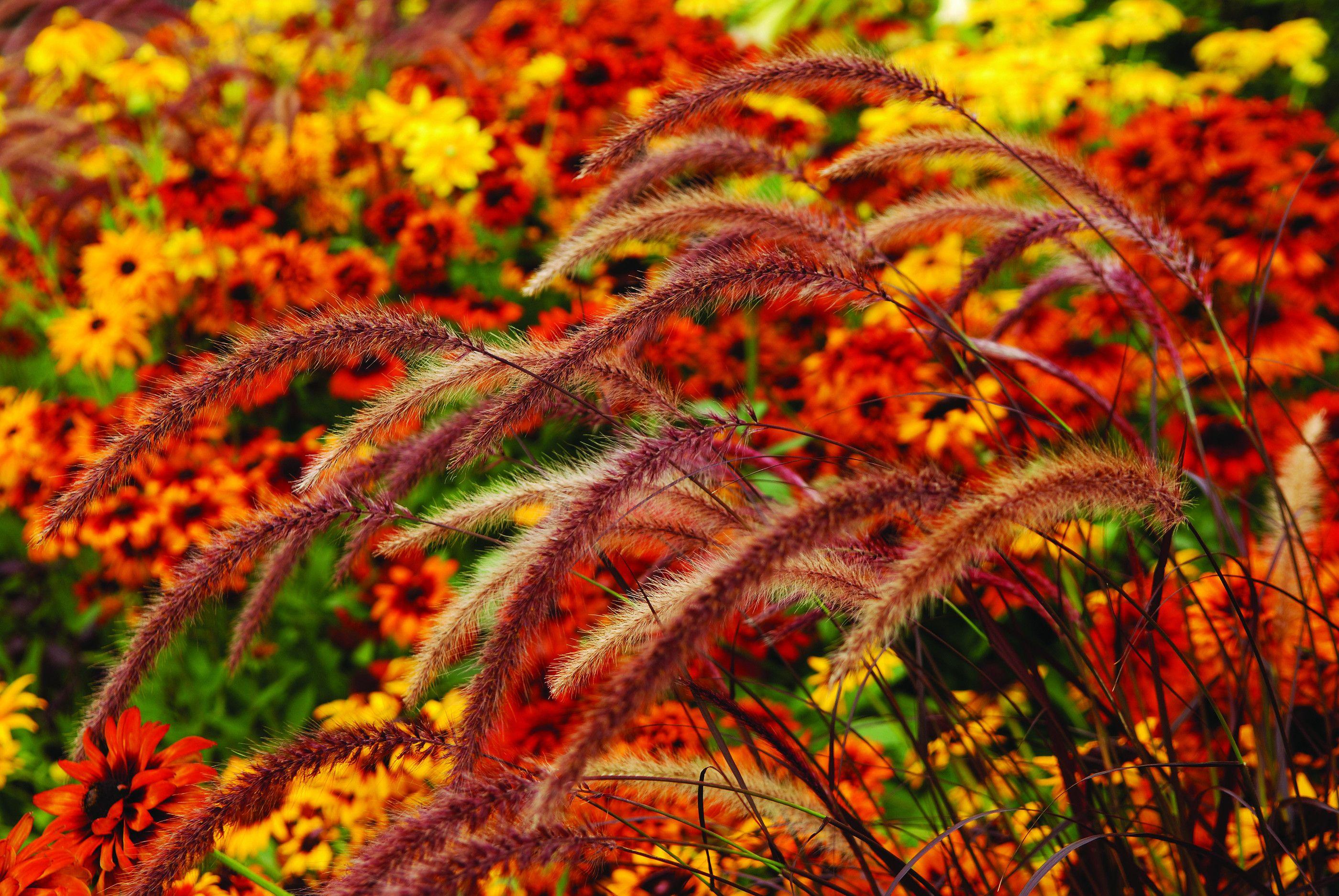 Autumn Flowers Wallpapers - Top Free Autumn Flowers Backgrounds ...