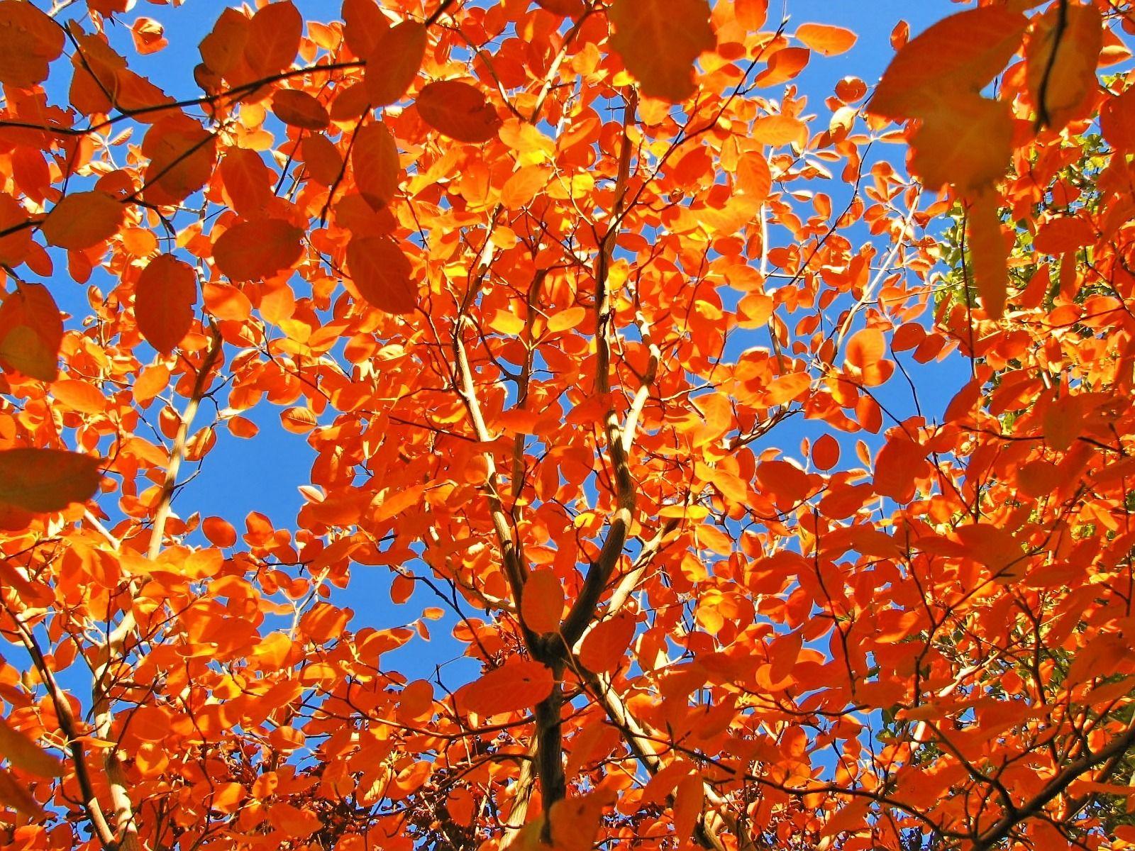 Fall Flowers Wallpapers - Top Free Fall Flowers Backgrounds ...