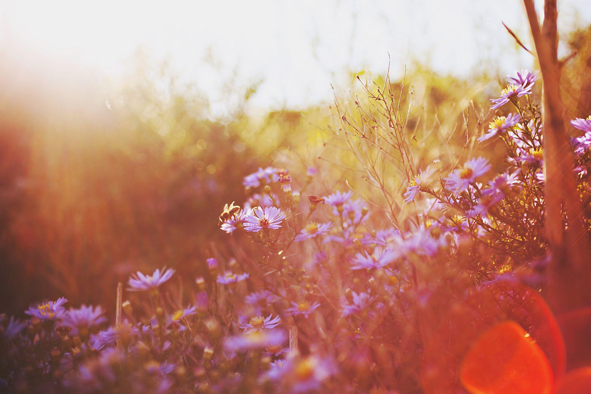 Autumn Flowers Wallpapers - Top Free Autumn Flowers Backgrounds ...