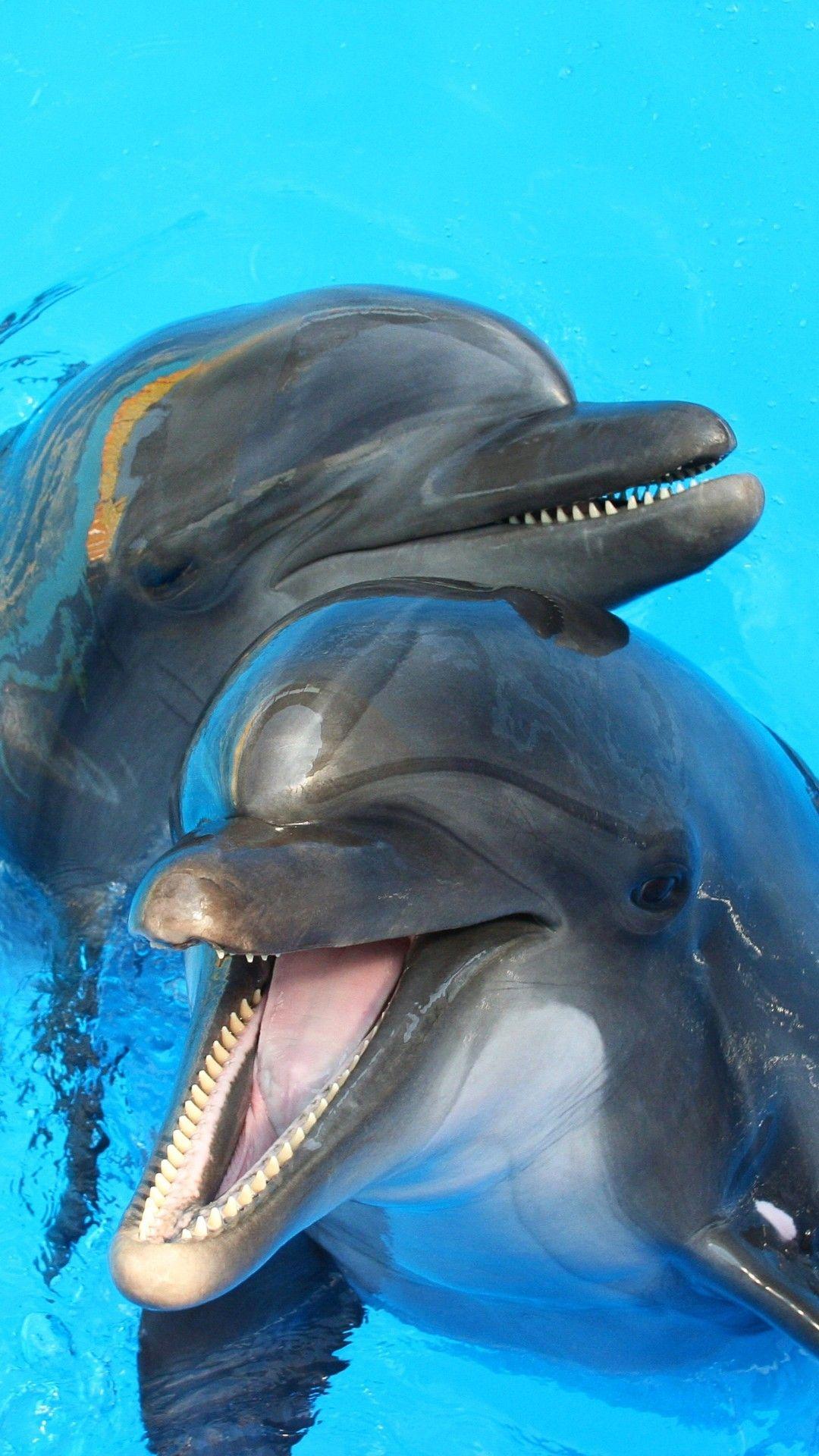 Dolphin iPhone Wallpapers - Top Free Dolphin iPhone Backgrounds - WallpaperAccess