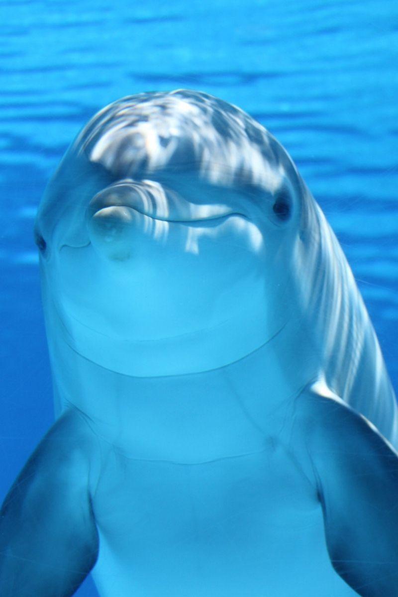 Dolphin iPhone Wallpapers - Top Free Dolphin iPhone Backgrounds ...