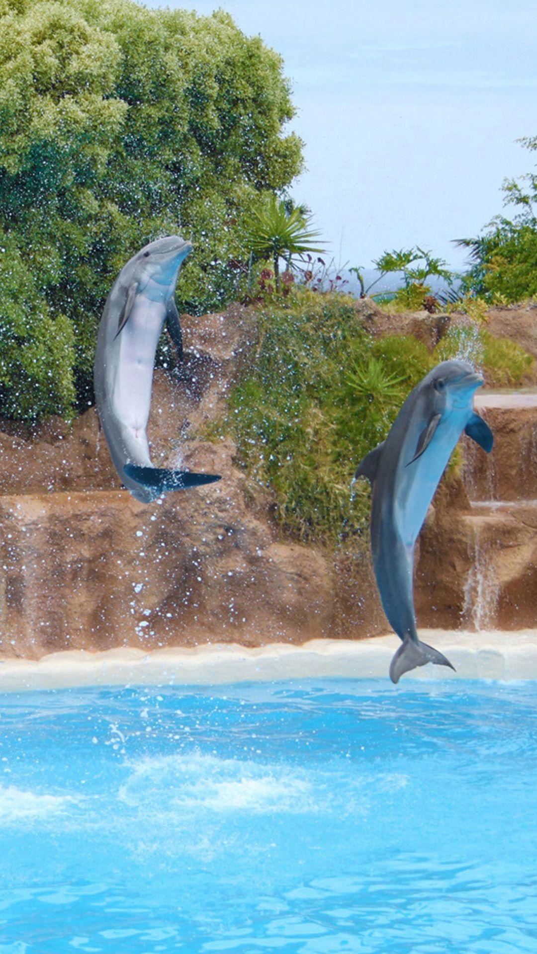 Dolphin iPhone Wallpapers - Top Free Dolphin iPhone Backgrounds ...