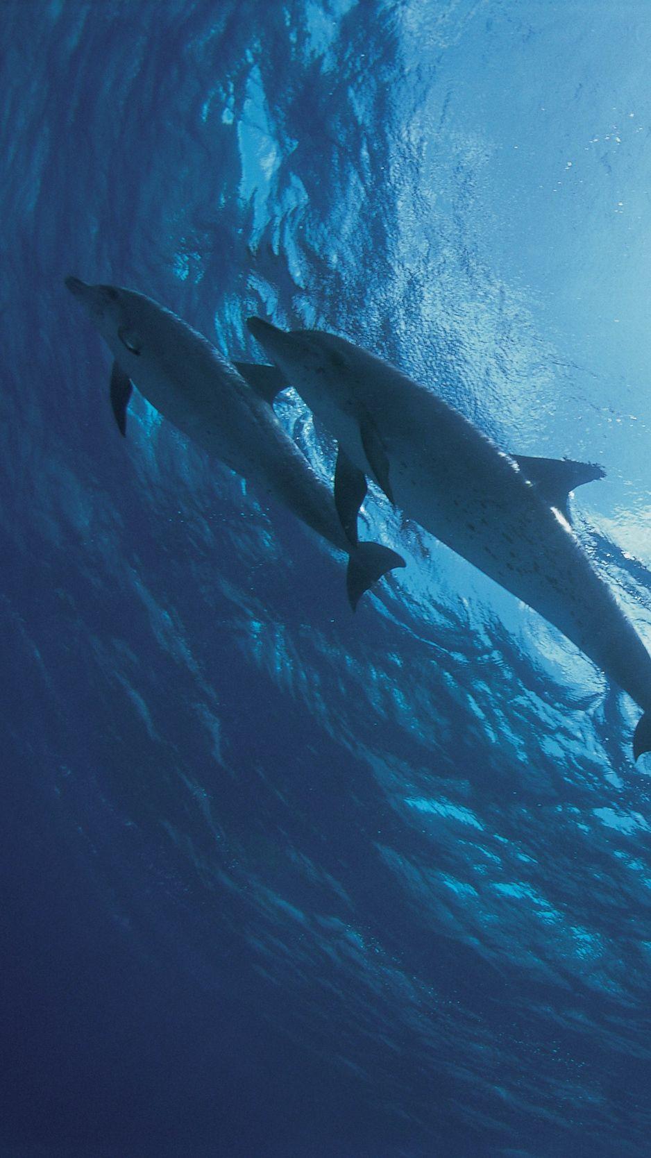 Dolphin iPhone Wallpapers - Top Free Dolphin iPhone Backgrounds ...