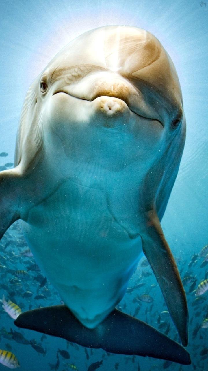 Dolphin iPhone Wallpapers - Top Free Dolphin iPhone Backgrounds ...