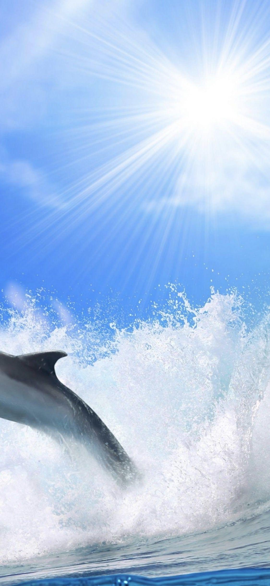 Dolphin iPhone Wallpapers - Top Free Dolphin iPhone Backgrounds ...