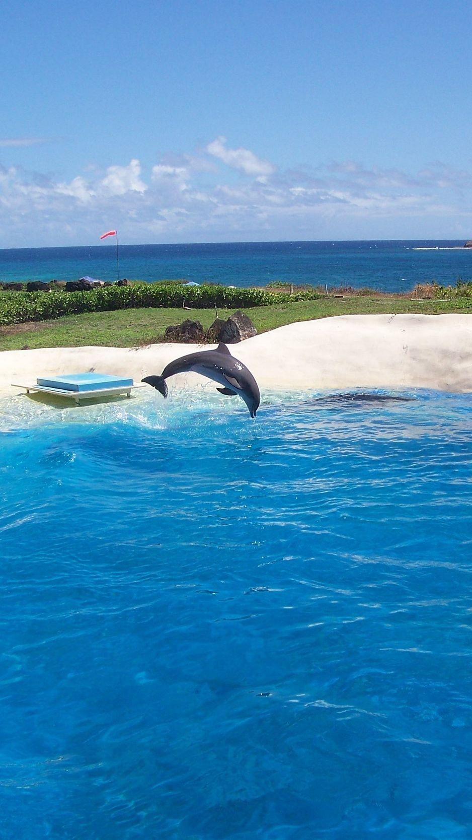 Dolphin iPhone Wallpapers - Top Free Dolphin iPhone Backgrounds ...